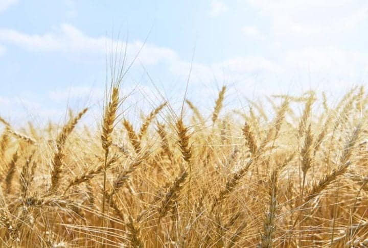 Wheat Is Good For You! (But Not How You’re Eating It) | GreenSmoothieGirl