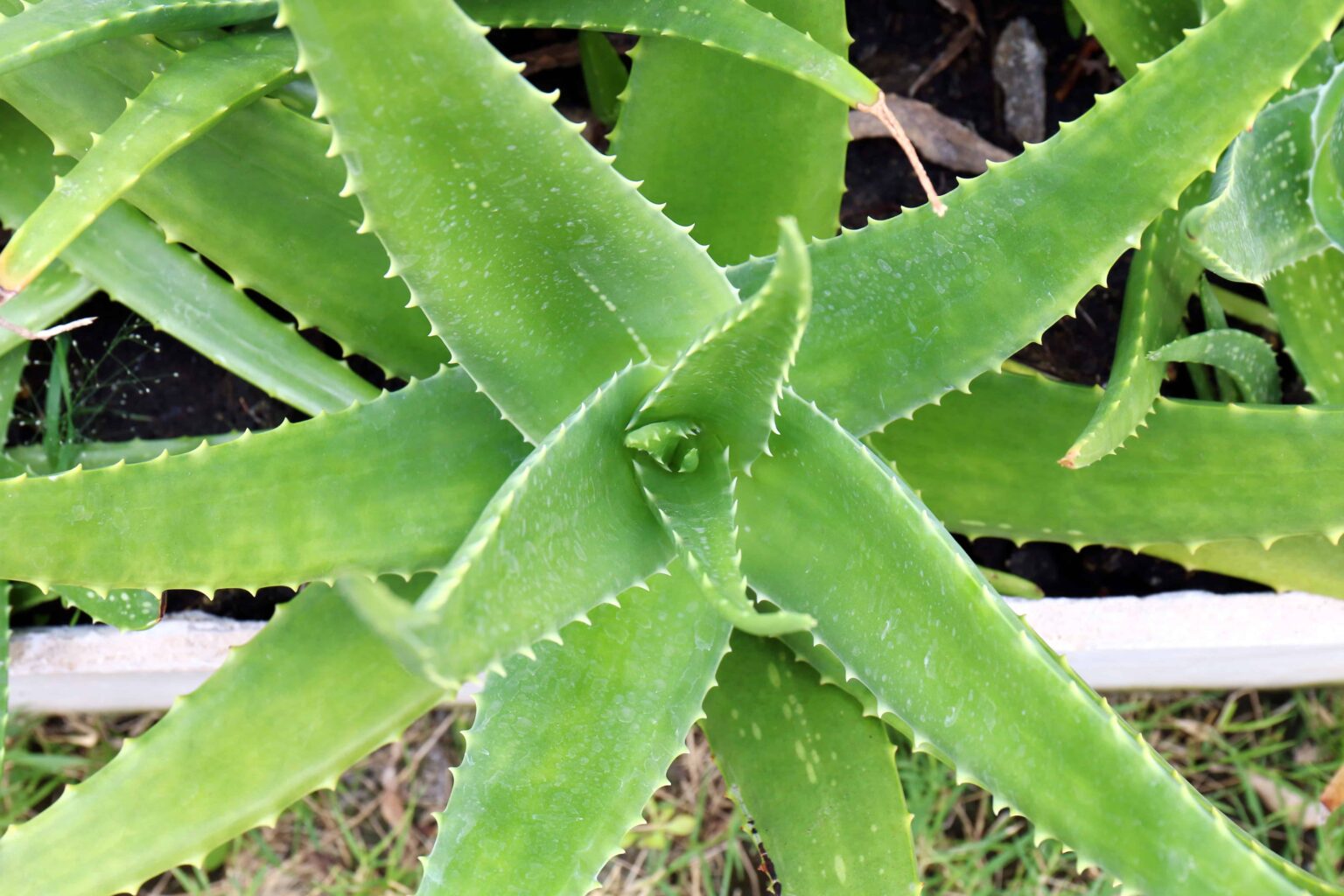 12 Proven Aloe Vera Benefits (Plus Uses & Precautions) - GreenSmoothieGirl