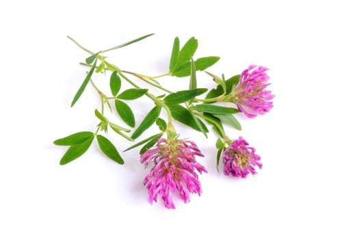 12 Delicious Edible Weeds To Forage For Green Smoothies