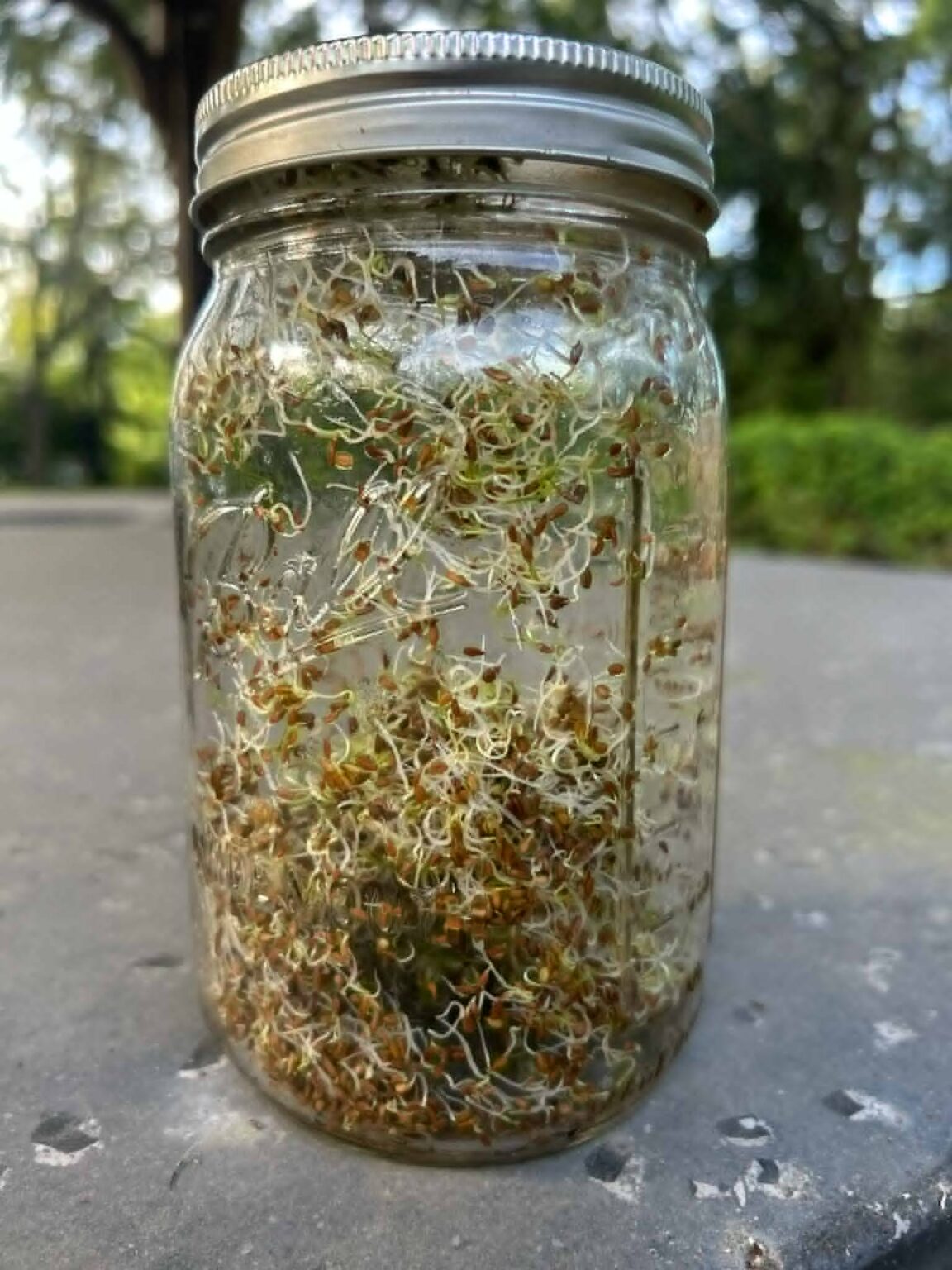 Sprouting 101: How To Sprout Grains, Nuts, & Seeds At Home